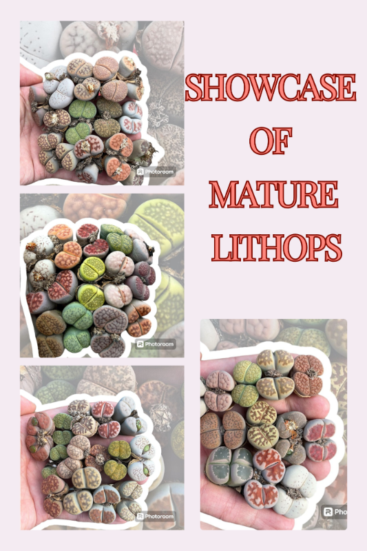 Discover Rare Succulent Plants at Vivian Lithops Garden